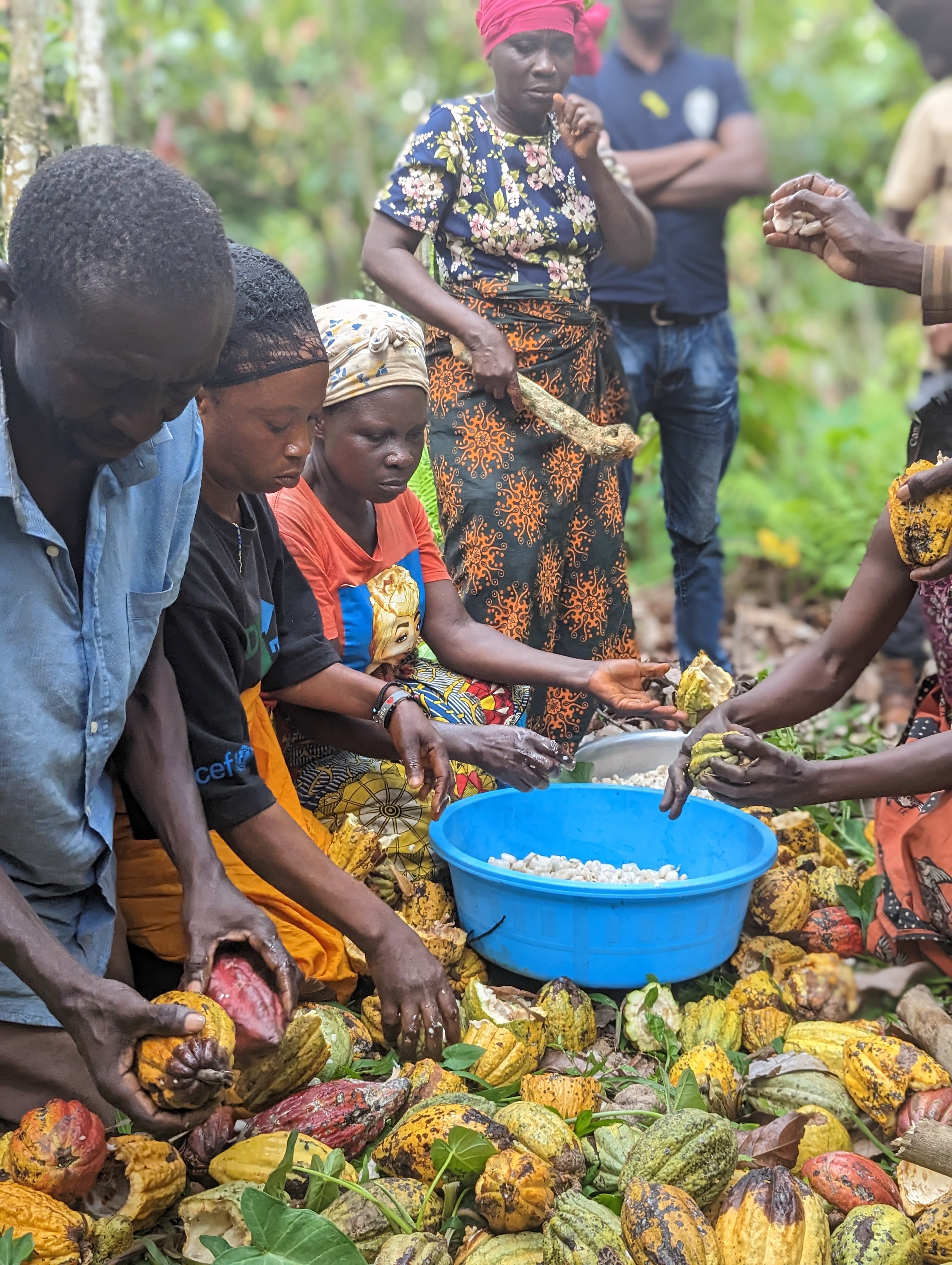 Top Fun Facts about Chocolate – Harris & James